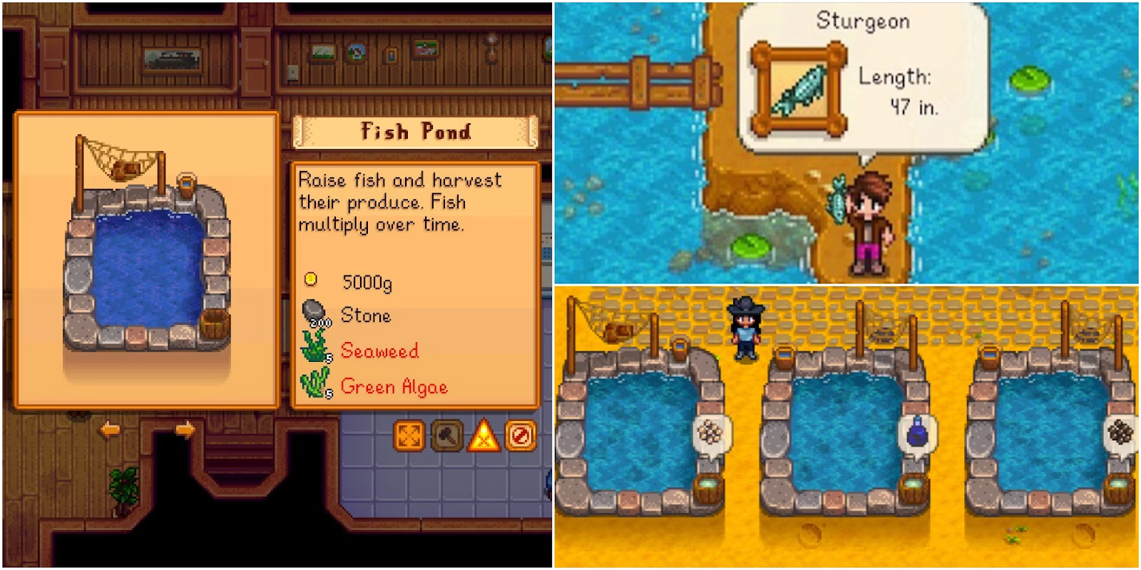 24 How To Get Caviar In Stardew Valley Quick Guide 9 2023 24 How To Get Caviar In Stardew Valley Quick Guide 9 2023